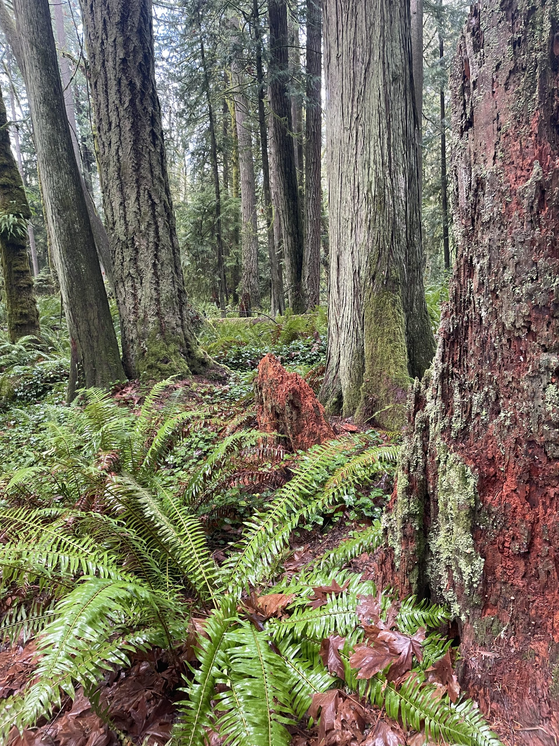 Forest Walk: Listening to Old Growth Forests | KXXO Mixx 96.1